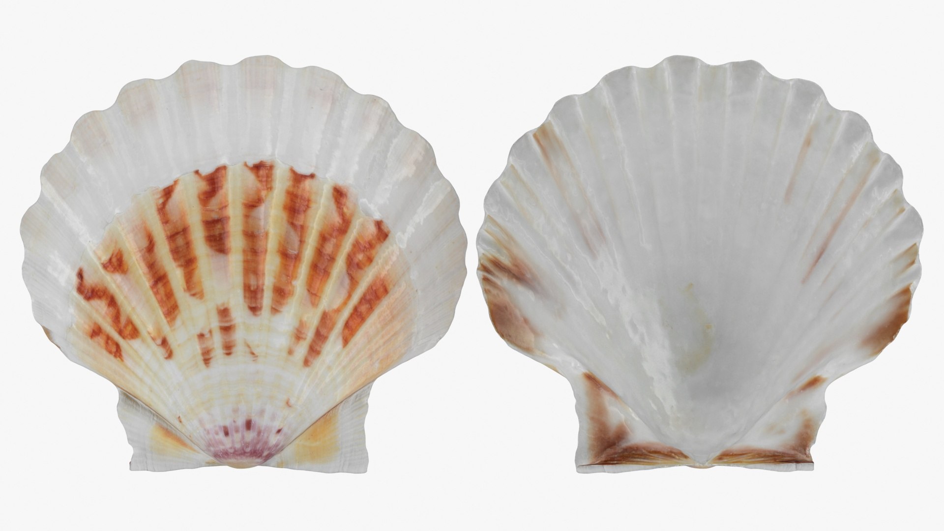 Clam Shell Pearl 02 Animated 3D Model - TurboSquid 2223929