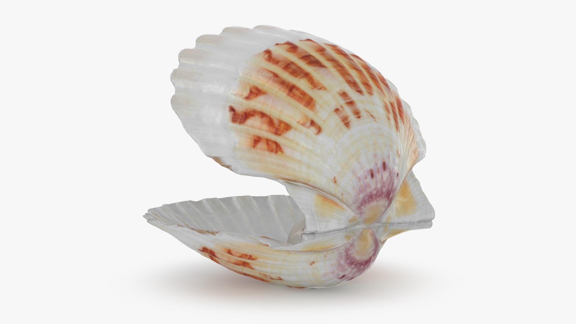 Clam Shell Pearl 02 Animated 3D Model - TurboSquid 2223929