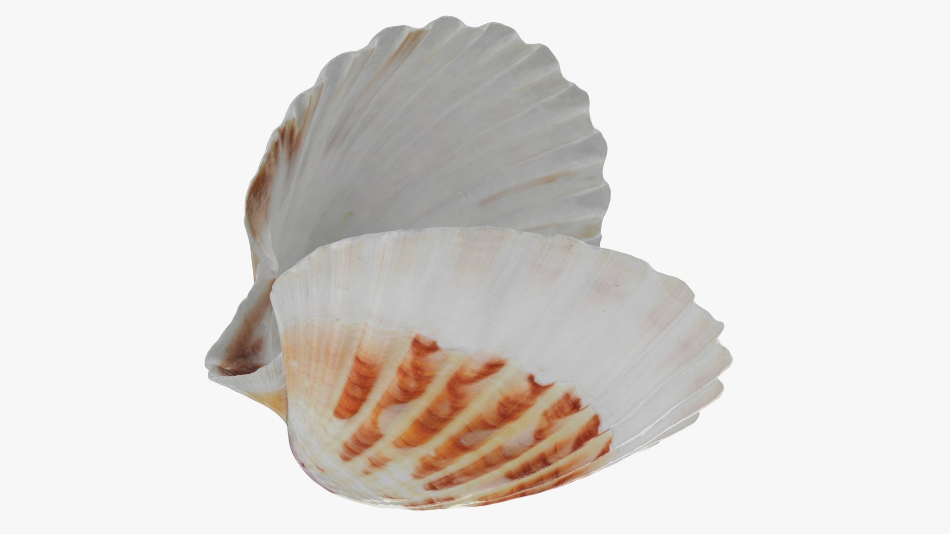 Clam Shell Pearl 02 Animated 3D Model - TurboSquid 2223929