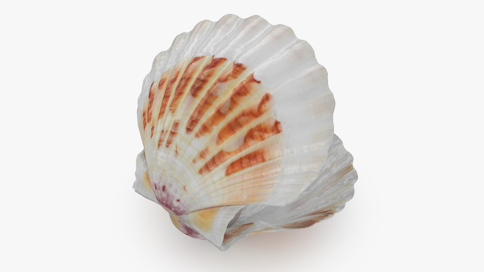 Clam Shell Pearl 02 Animated 3D Model - TurboSquid 2223929