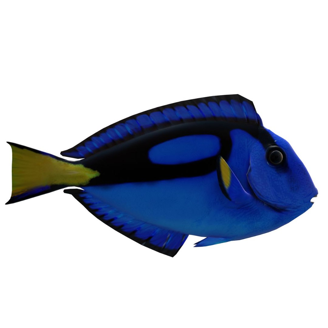Blue Tang Fish 3D Model 3D Model - TurboSquid 2313583