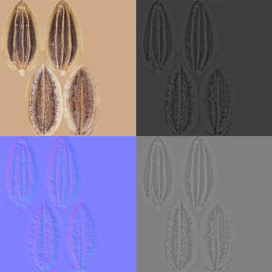 3D Dill Seeds - TurboSquid 2055360