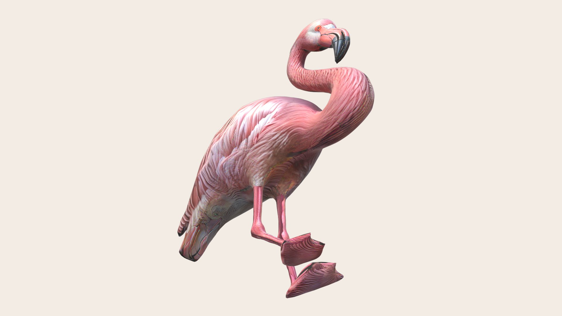 3D Flamingo Model - TurboSquid 2209405