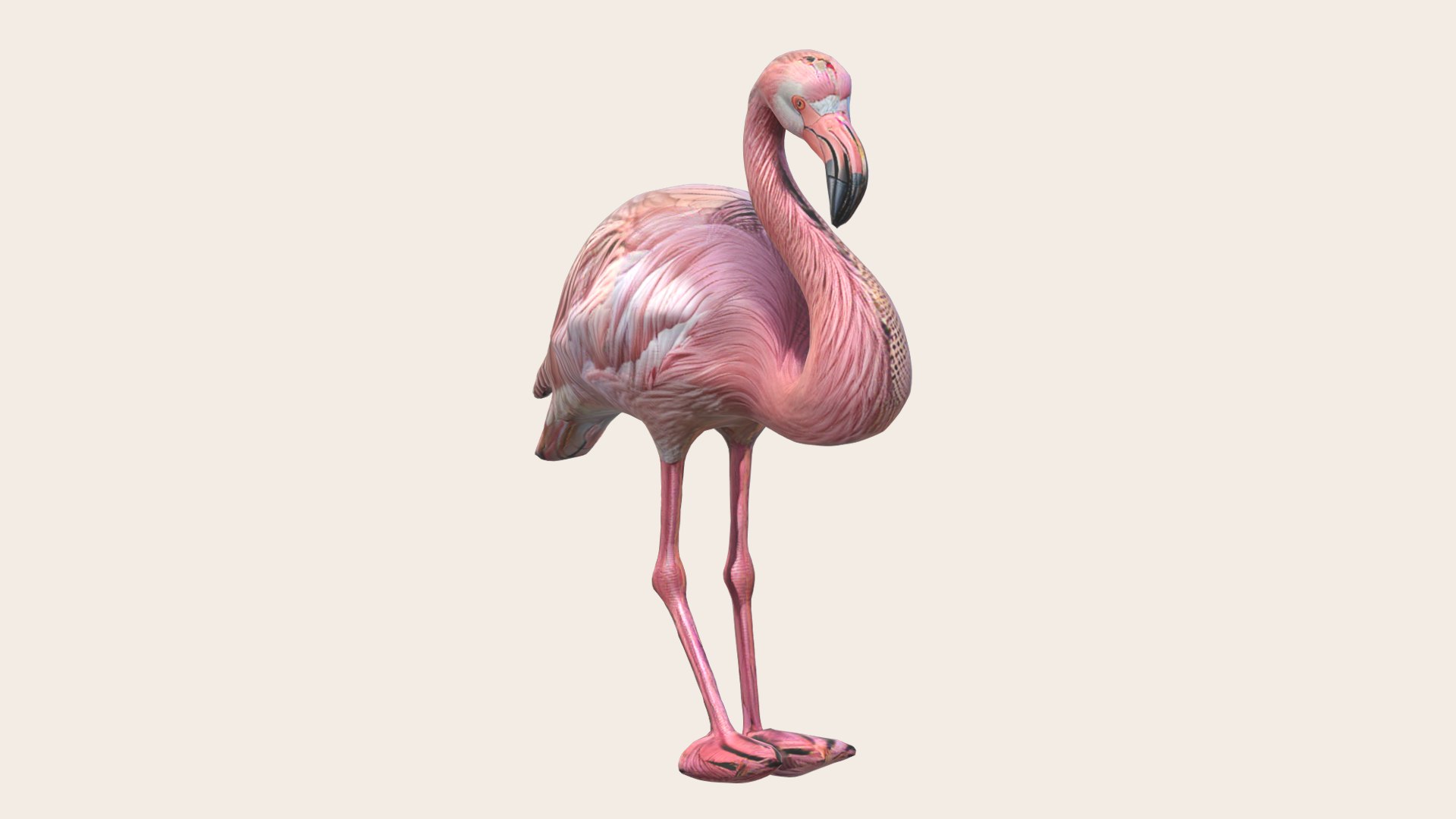 3D Flamingo Model - TurboSquid 2209405