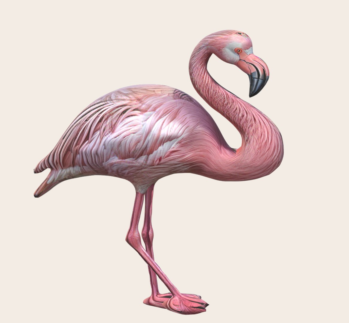 3D Flamingo Model - TurboSquid 2209405