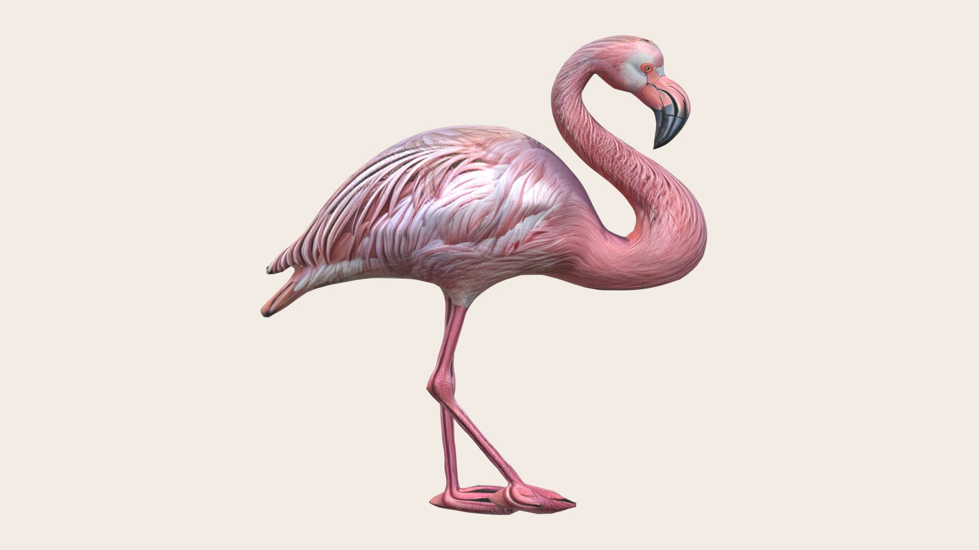 3D Flamingo Model - TurboSquid 2209405