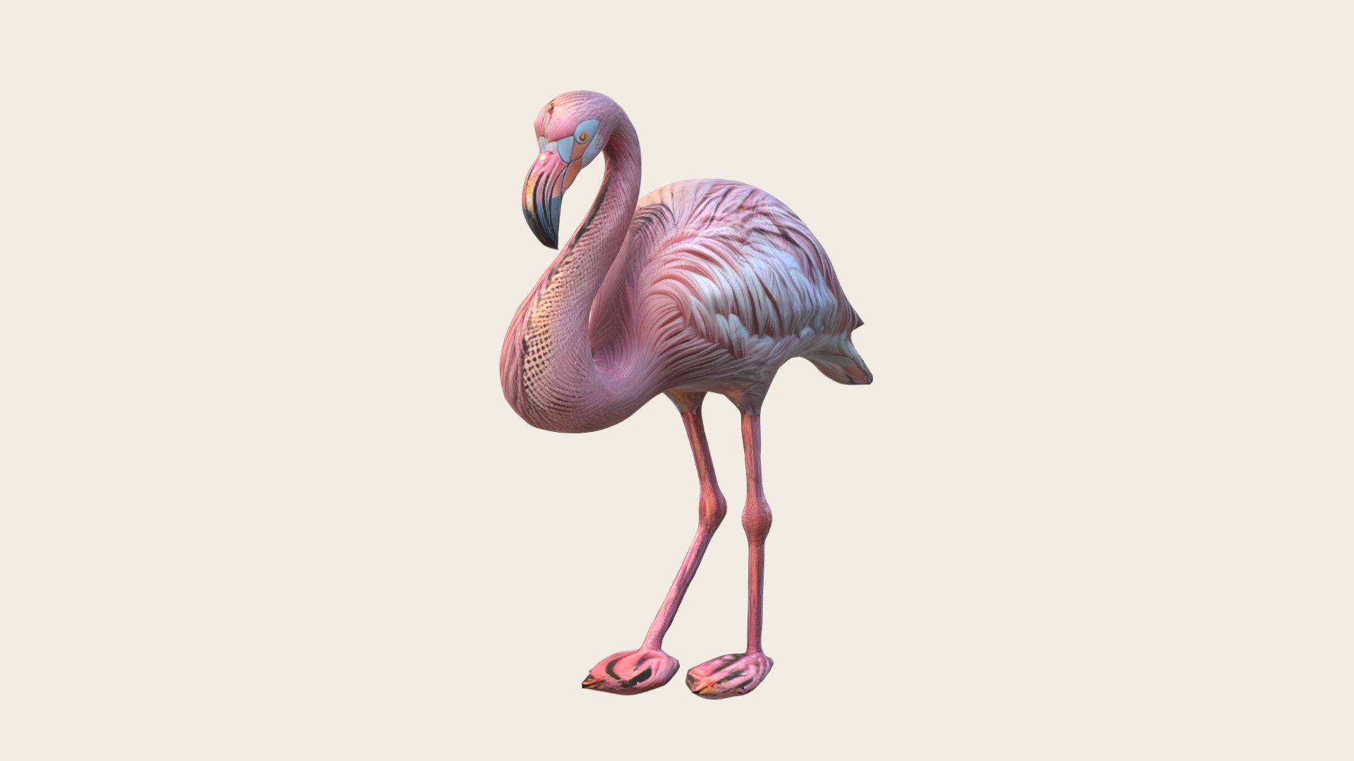 3D Flamingo Model - TurboSquid 2209405