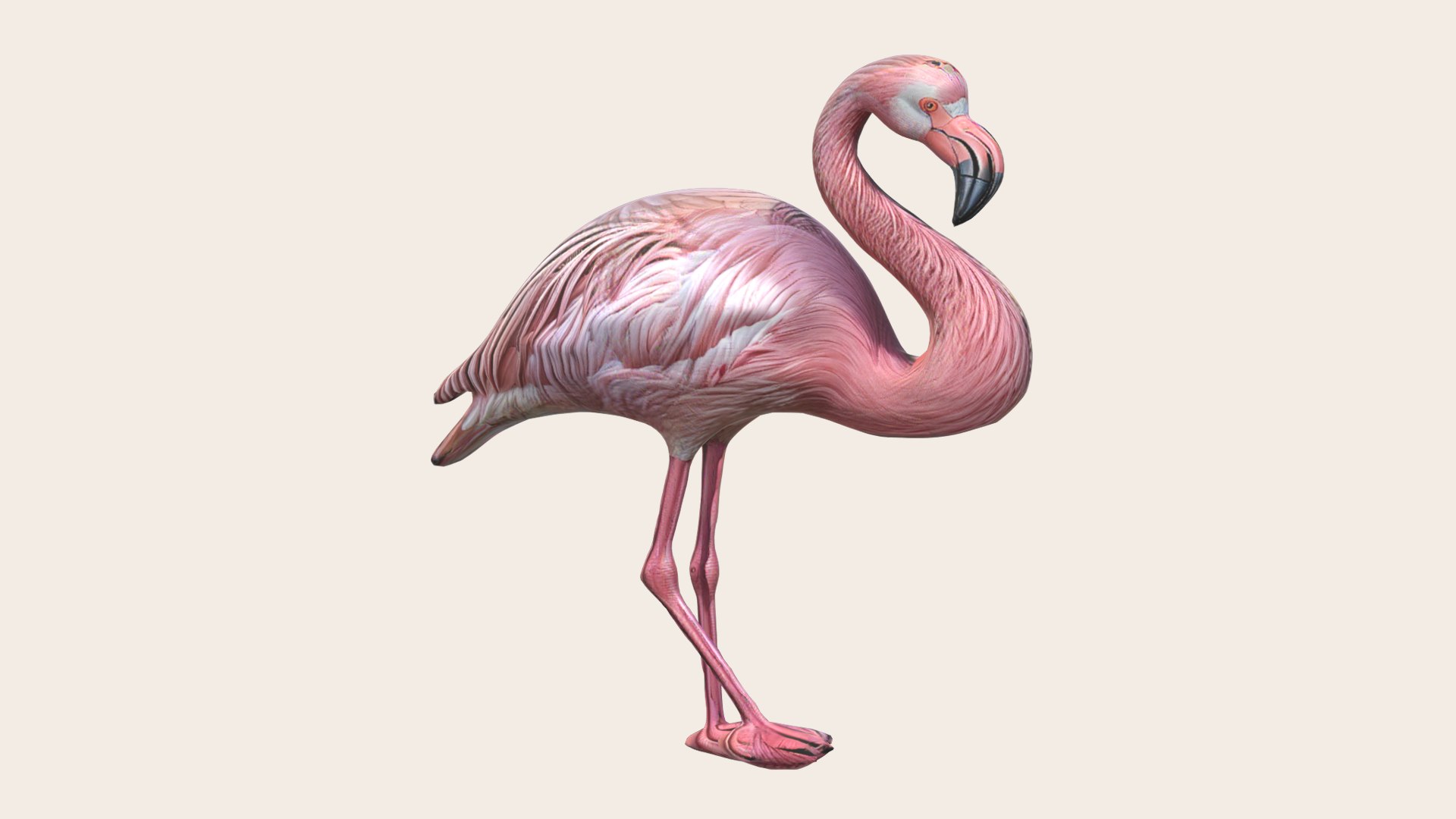 3D Flamingo Model - TurboSquid 2209405