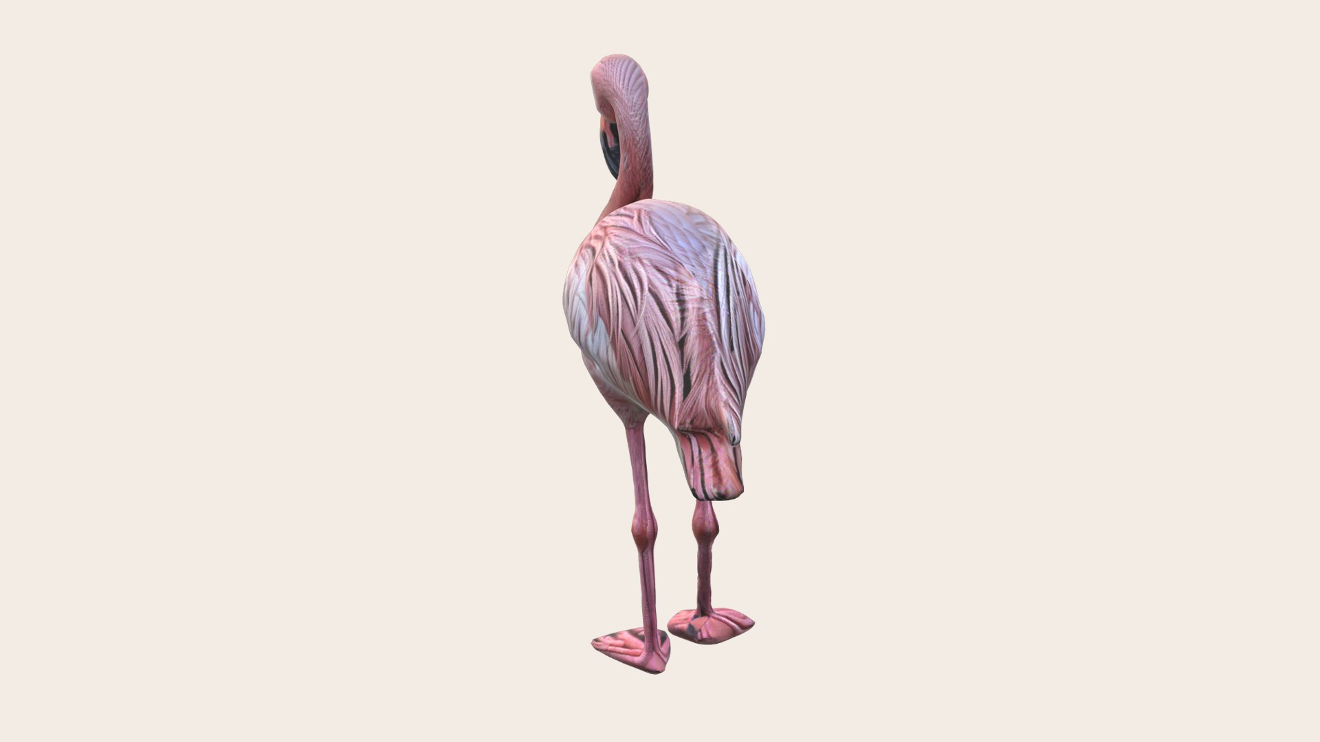 3D Flamingo Model - TurboSquid 2209405