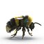 3D Model Insects Big Rigged - TurboSquid 1230175
