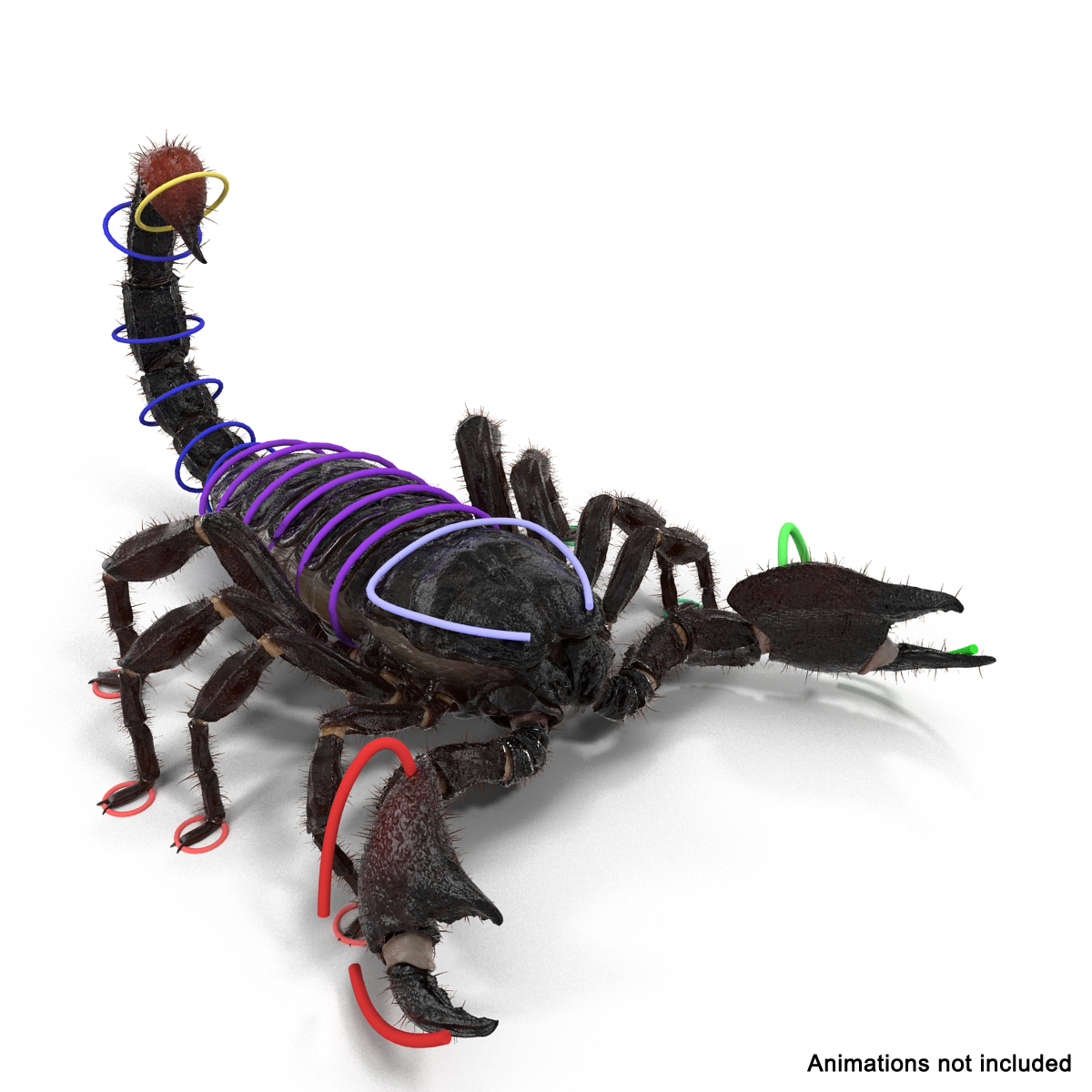 3D model insects big rigged - TurboSquid 1230175