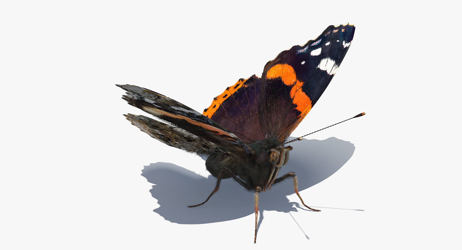 3D model insects big rigged - TurboSquid 1230175