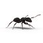 3D Model Insects Big Rigged - TurboSquid 1230175