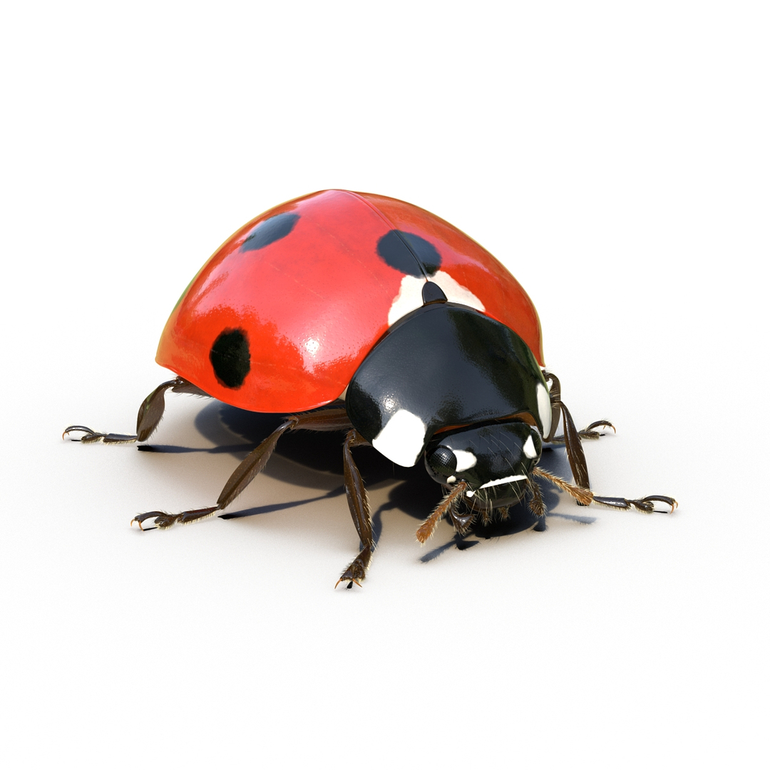 3D model insects big rigged - TurboSquid 1230175