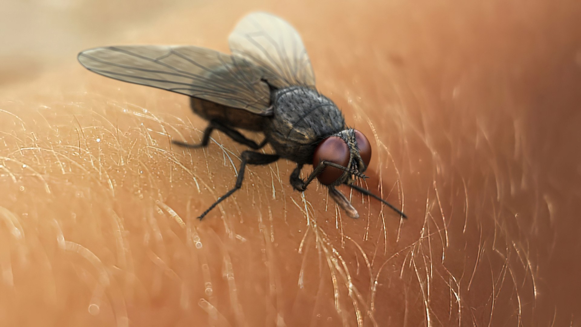 3D HouseFly Rigged Animated 8K PBR Textures - TurboSquid 1890703