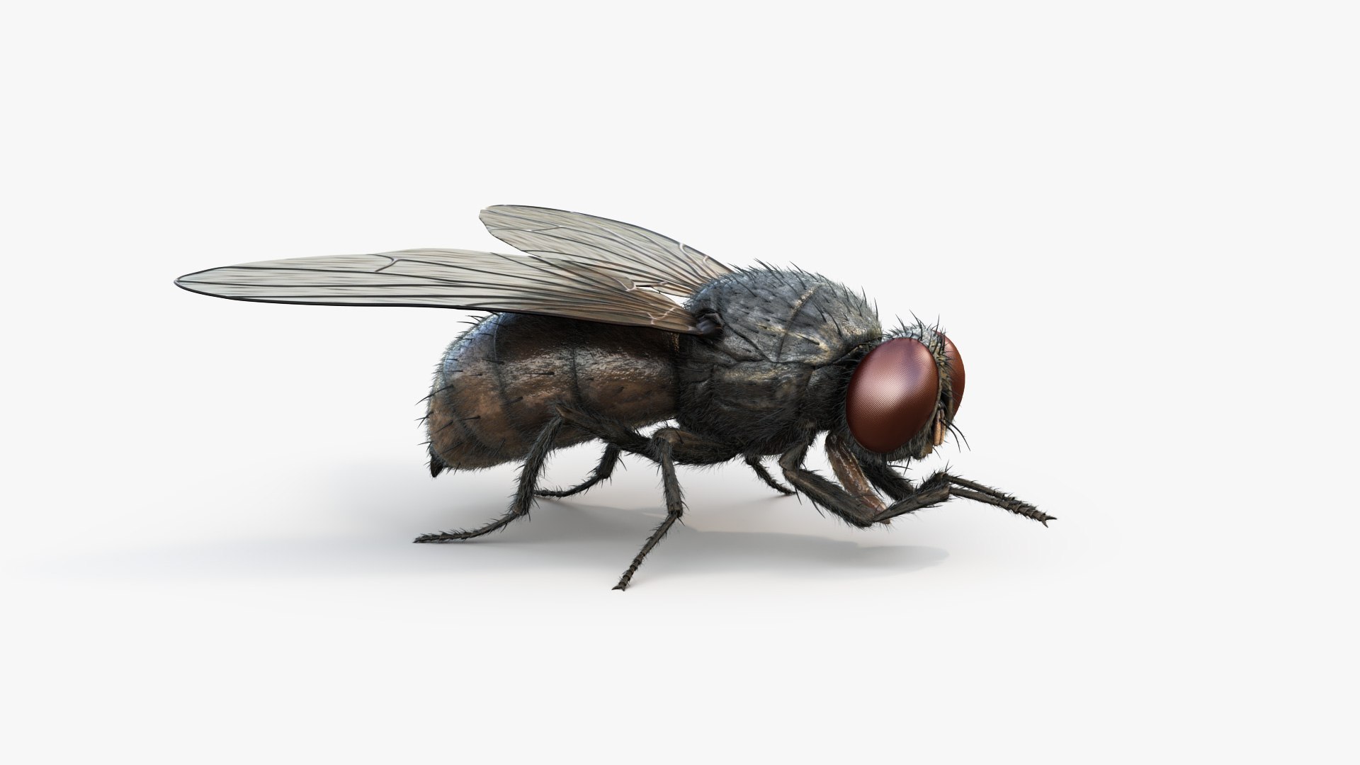 3D HouseFly Rigged Animated 8K PBR Textures - TurboSquid 1890703