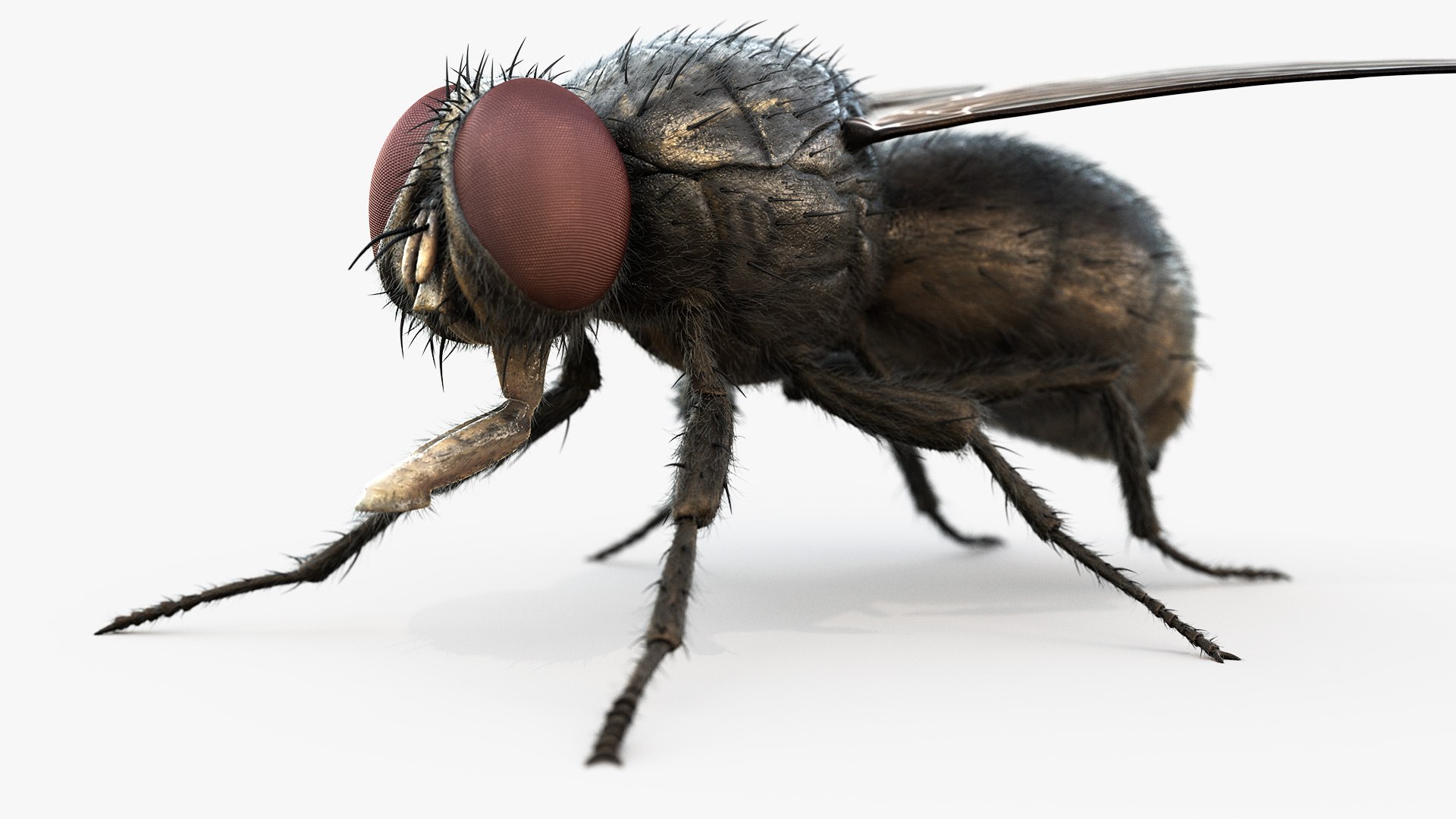3D HouseFly Rigged Animated 8K PBR Textures - TurboSquid 1890703