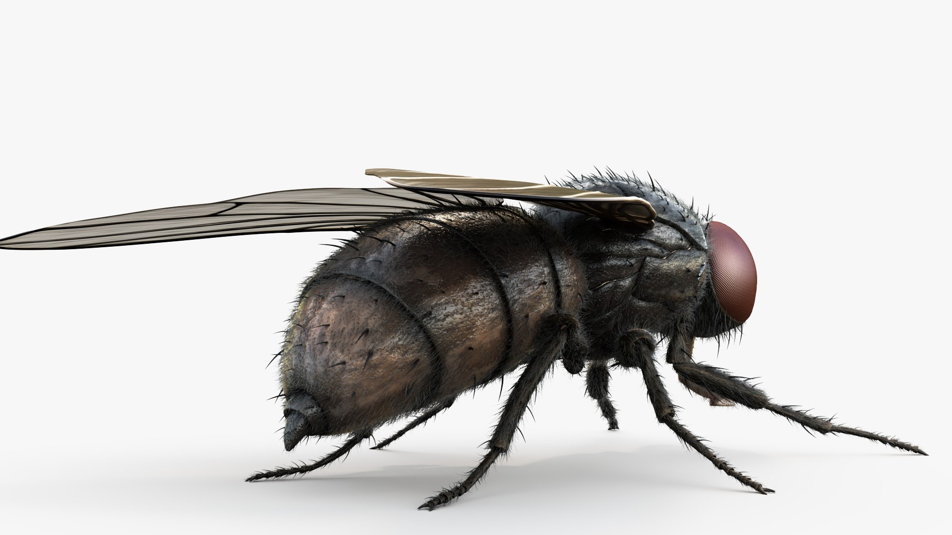 3D HouseFly Rigged Animated 8K PBR Textures - TurboSquid 1890703