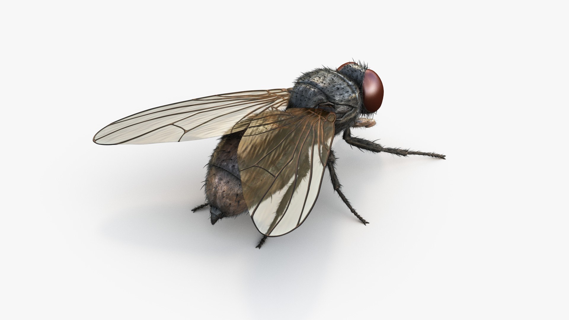 3D HouseFly Rigged Animated 8K PBR Textures - TurboSquid 1890703