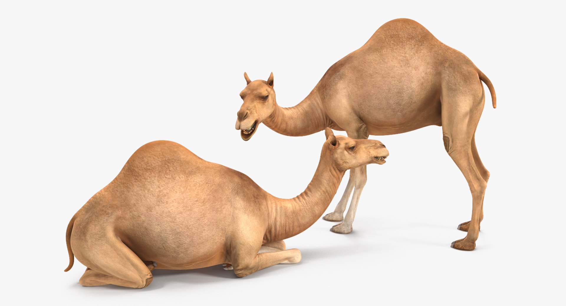3d model camel rigged