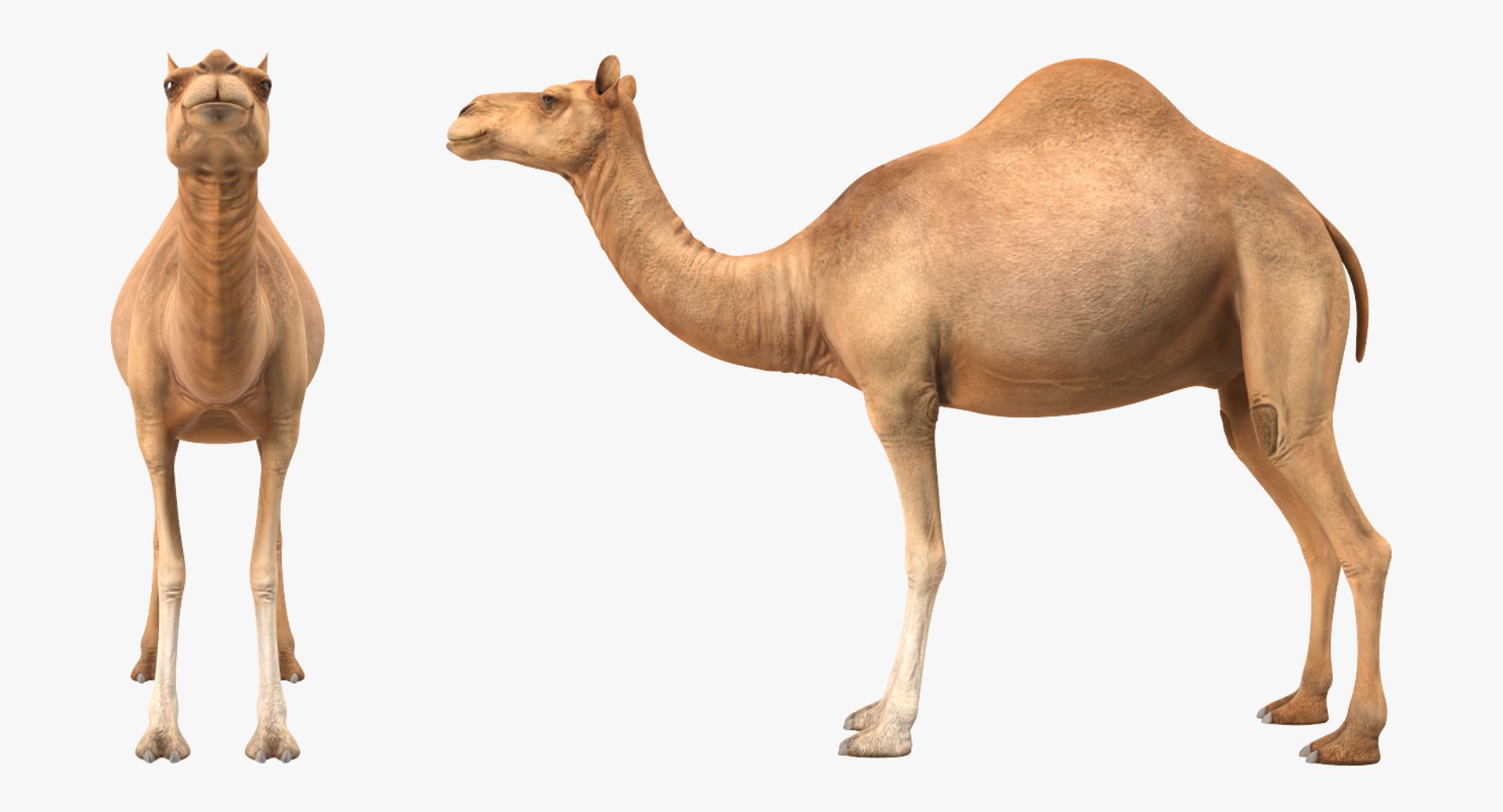 3d model camel rigged