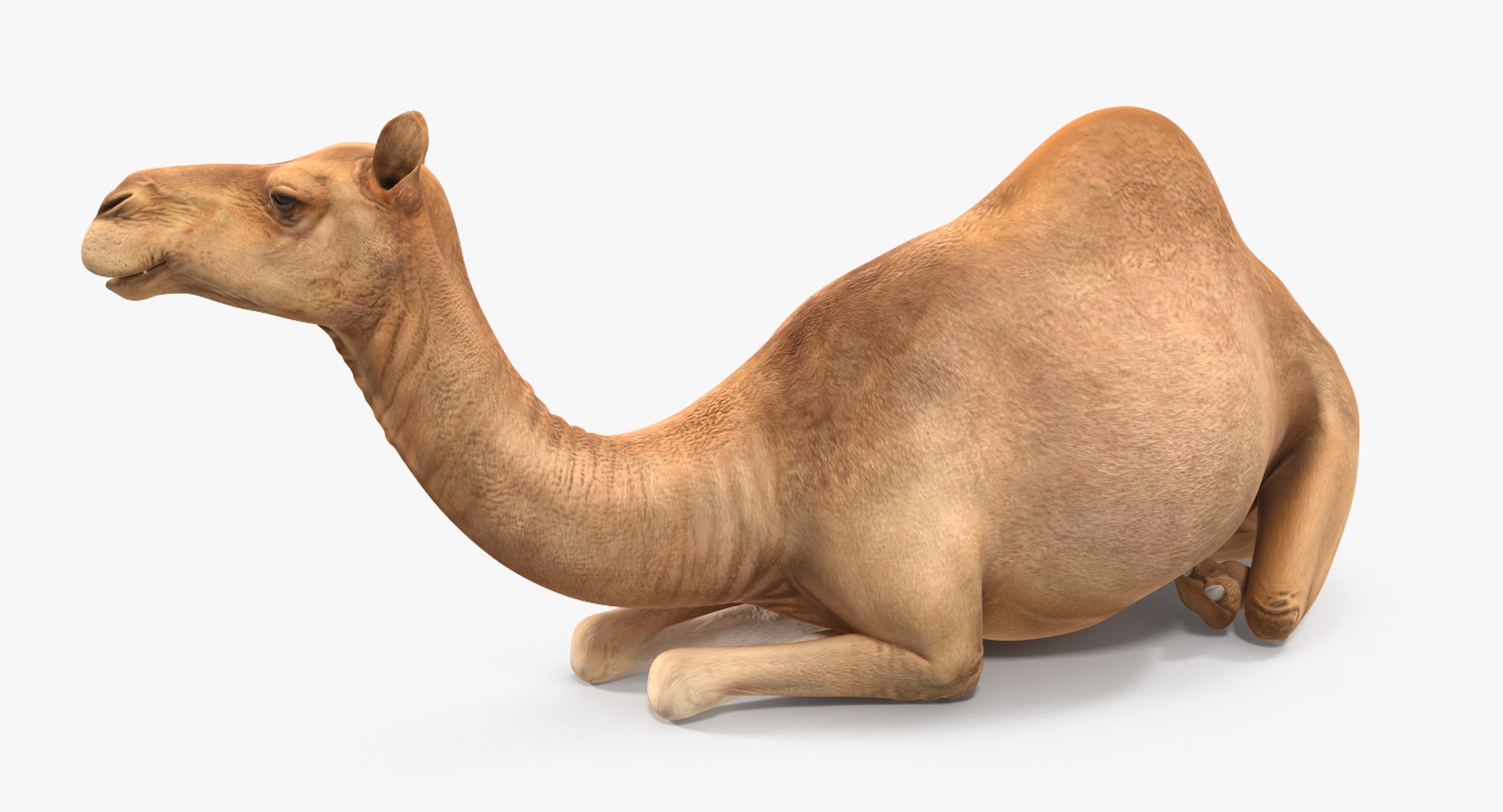 3d model camel rigged