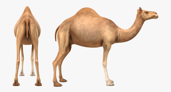 3d model camel rigged