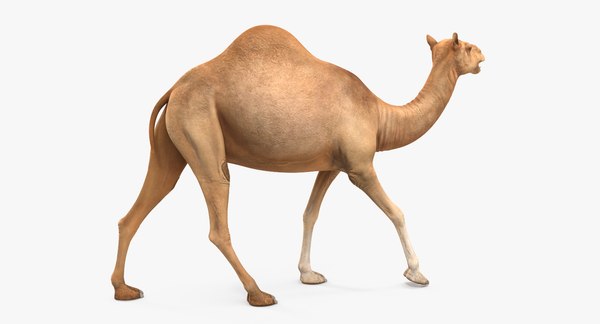 3d model camel rigged