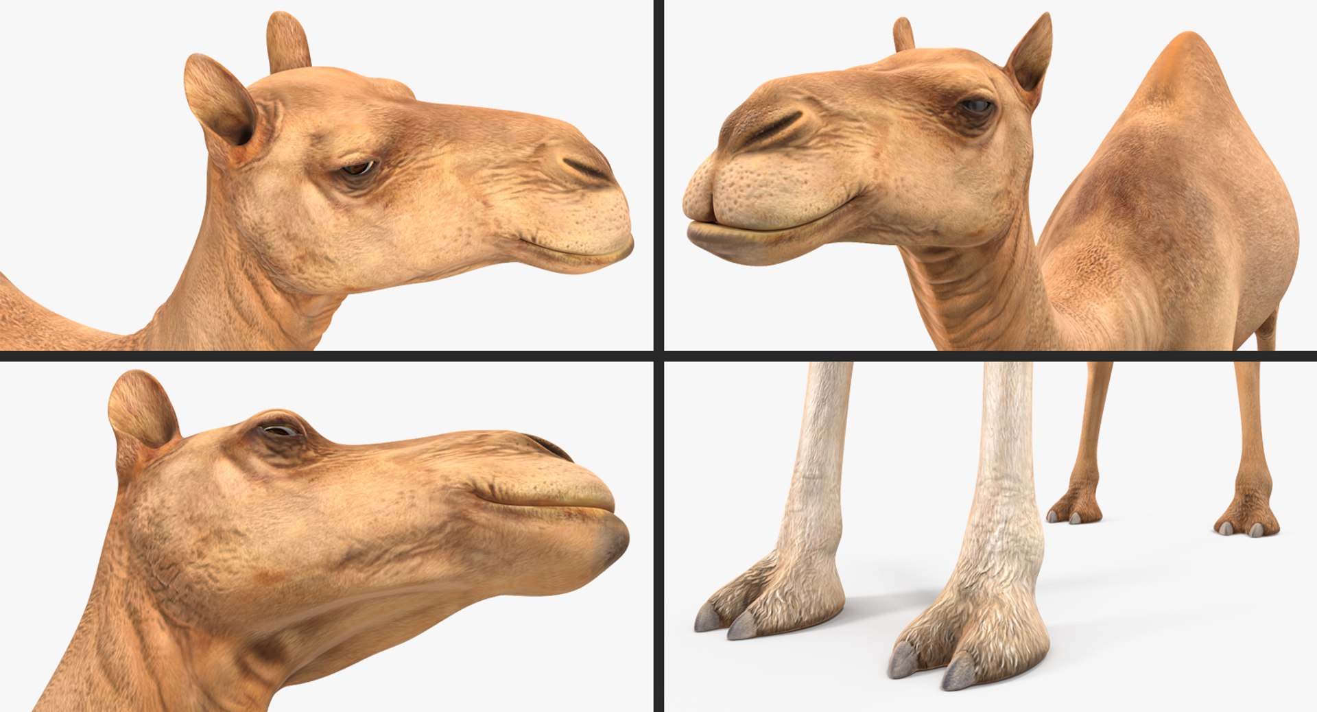 3d model camel rigged