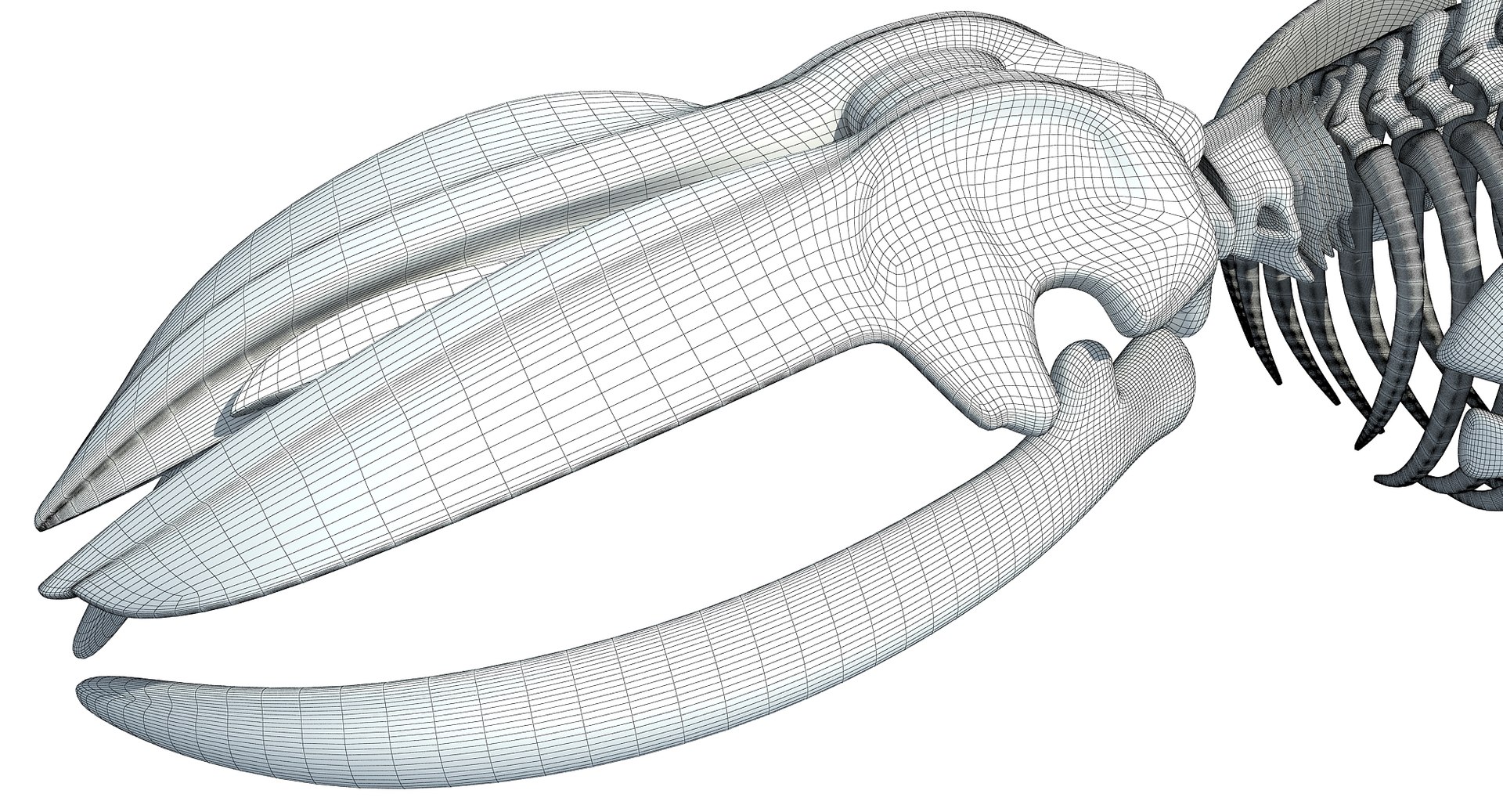 blue whale skeleton max