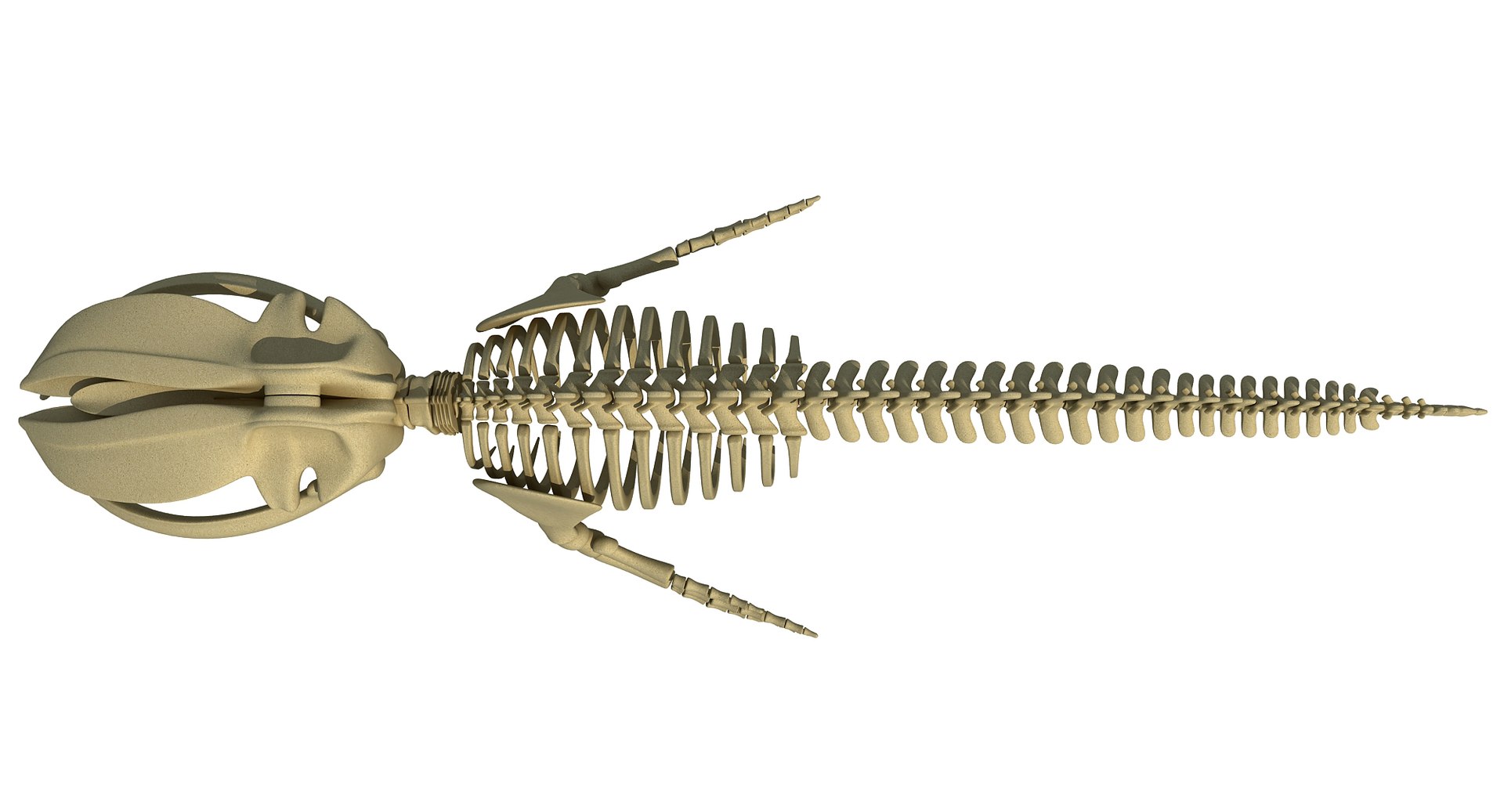 Blue Whale Skeleton Max
