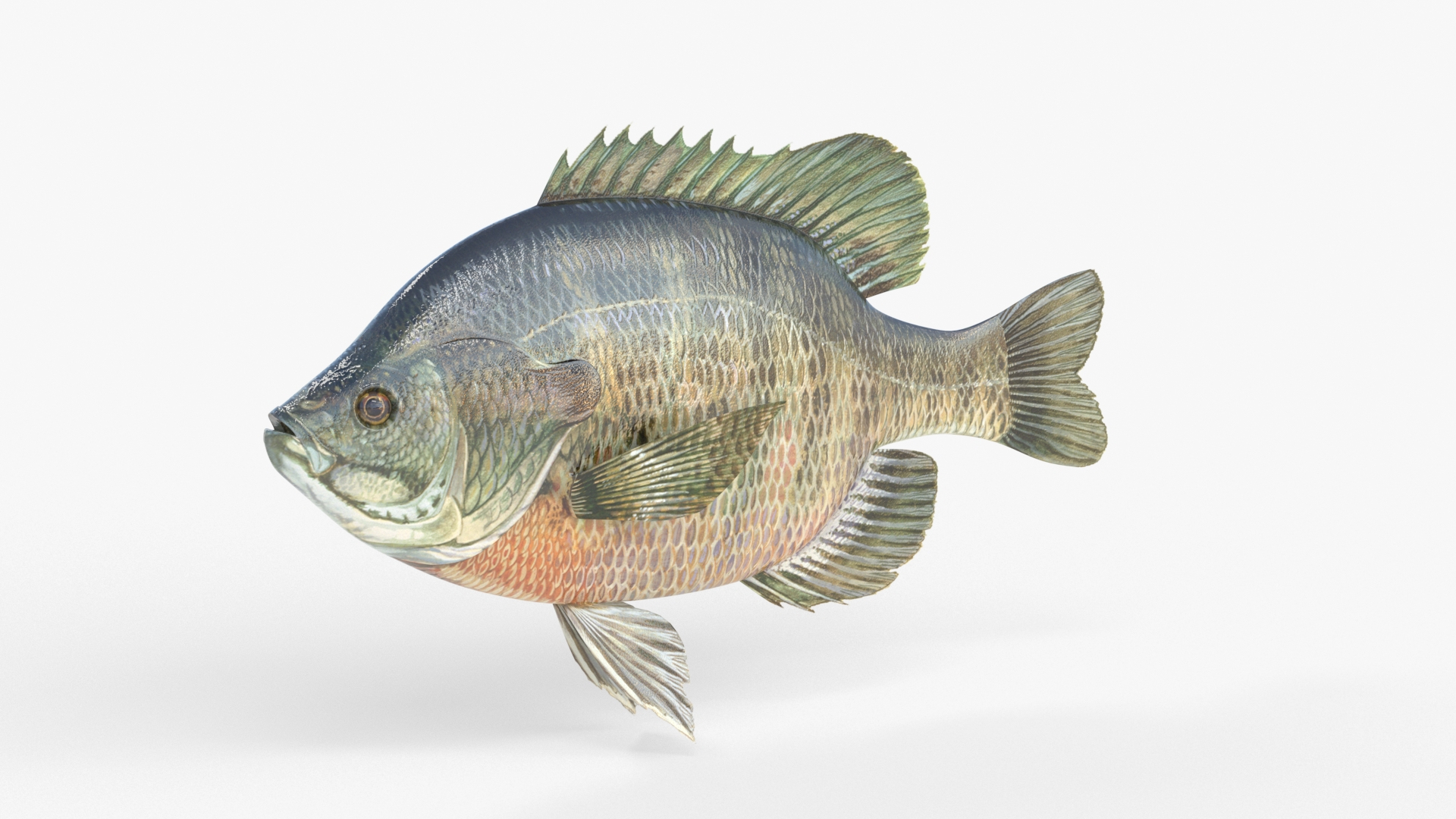 Bluegill 3D Model - TurboSquid 1772559