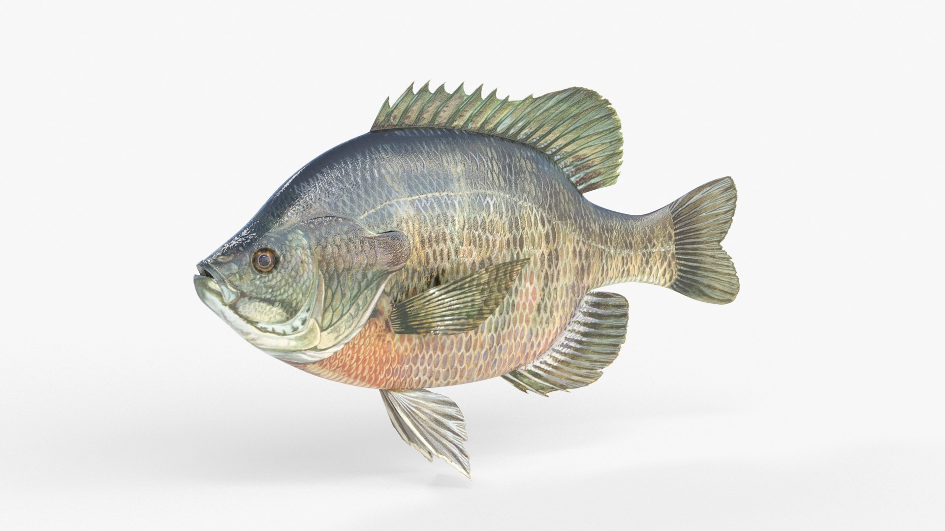 Bluegill 3D model - TurboSquid 1772559