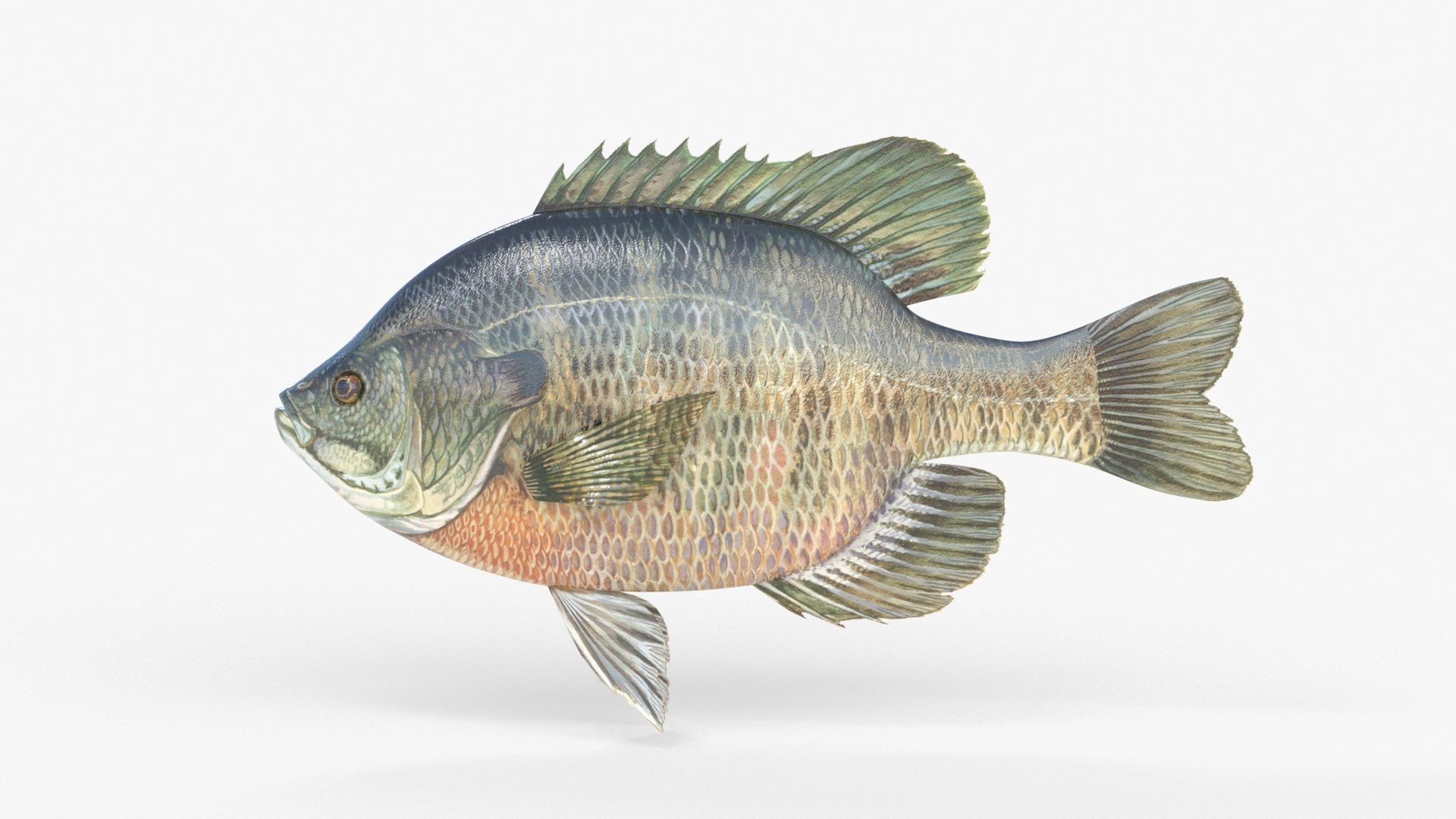 Bluegill 3D Model - TurboSquid 1772559