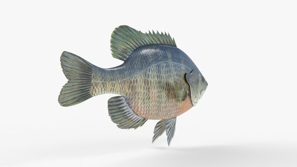 Bluegill 3D model - TurboSquid 1772559