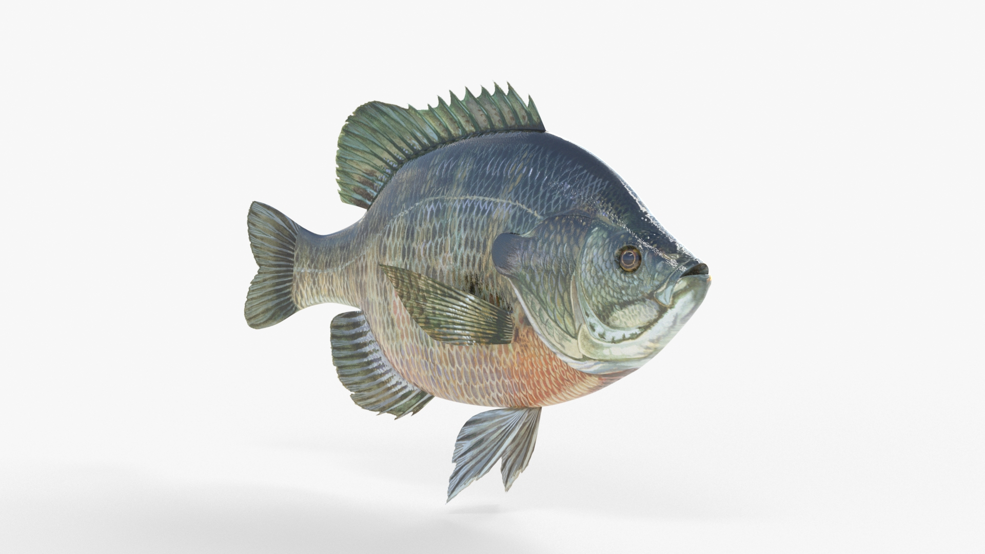 Bluegill 3D model - TurboSquid 1772559