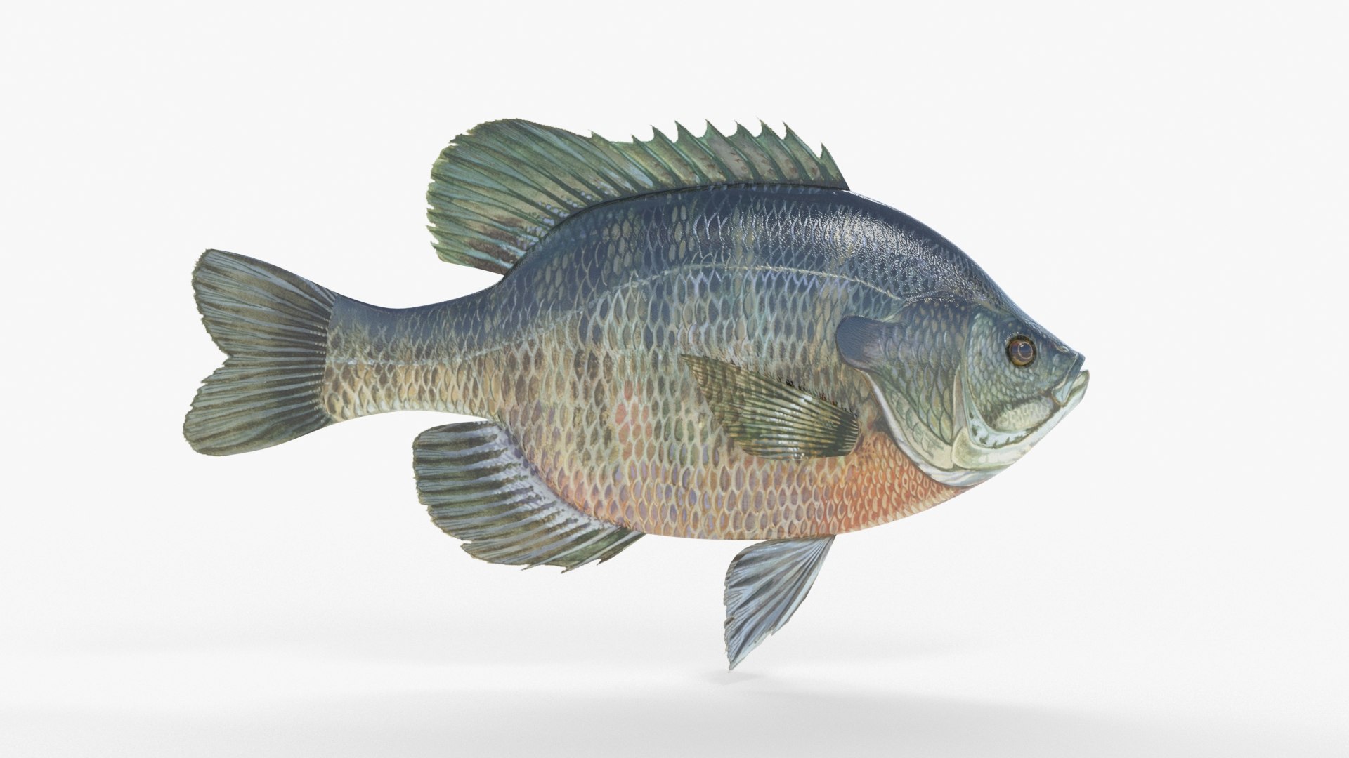 Bluegill 3D Model - TurboSquid 1772559