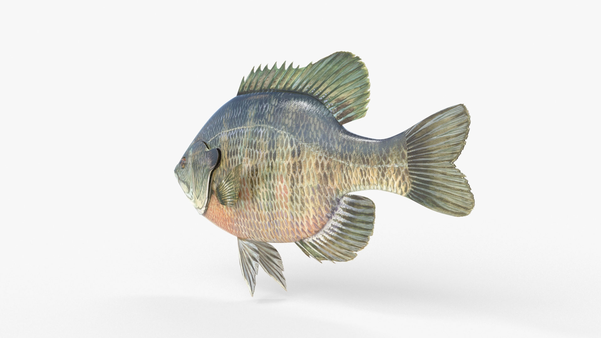 Bluegill 3D model - TurboSquid 1772559