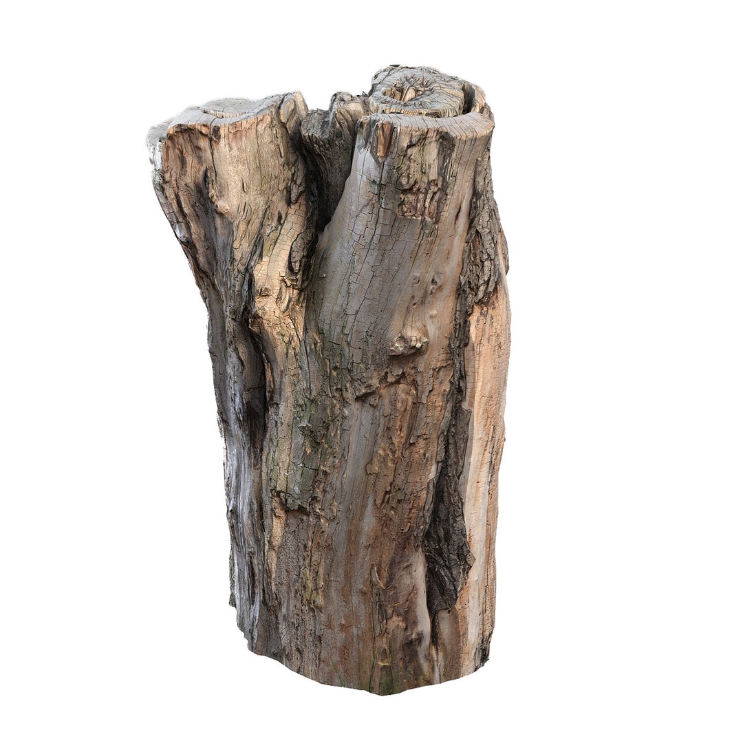 3d Realistic Scanned Trunk Model