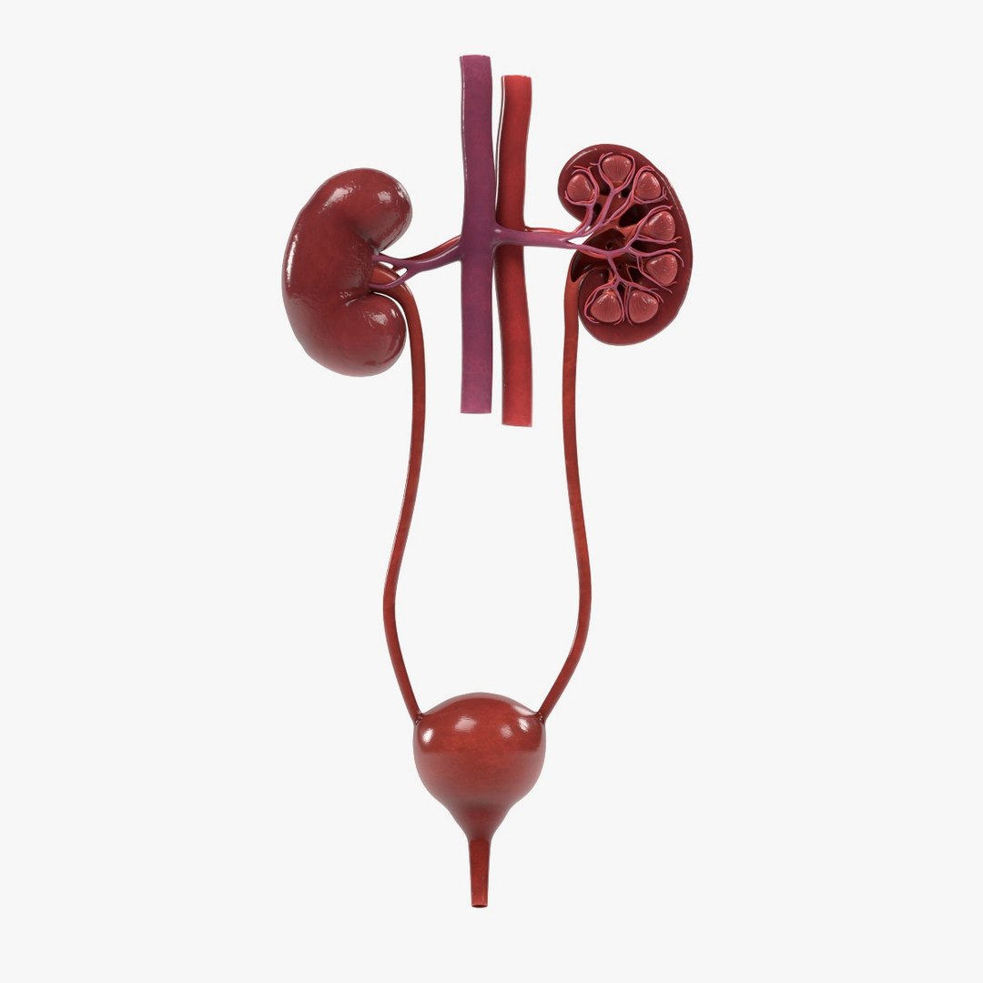 3d Urinary Section Model