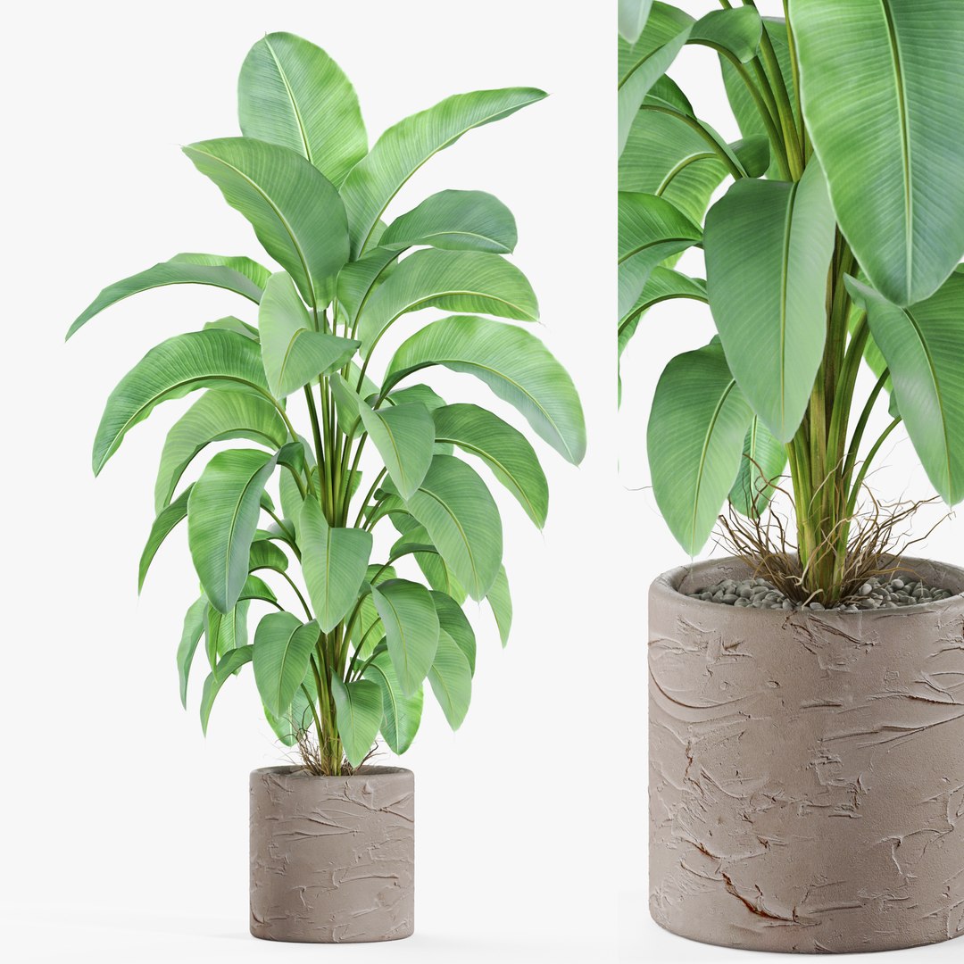 3D model Plants collection 979 - TurboSquid 2104025