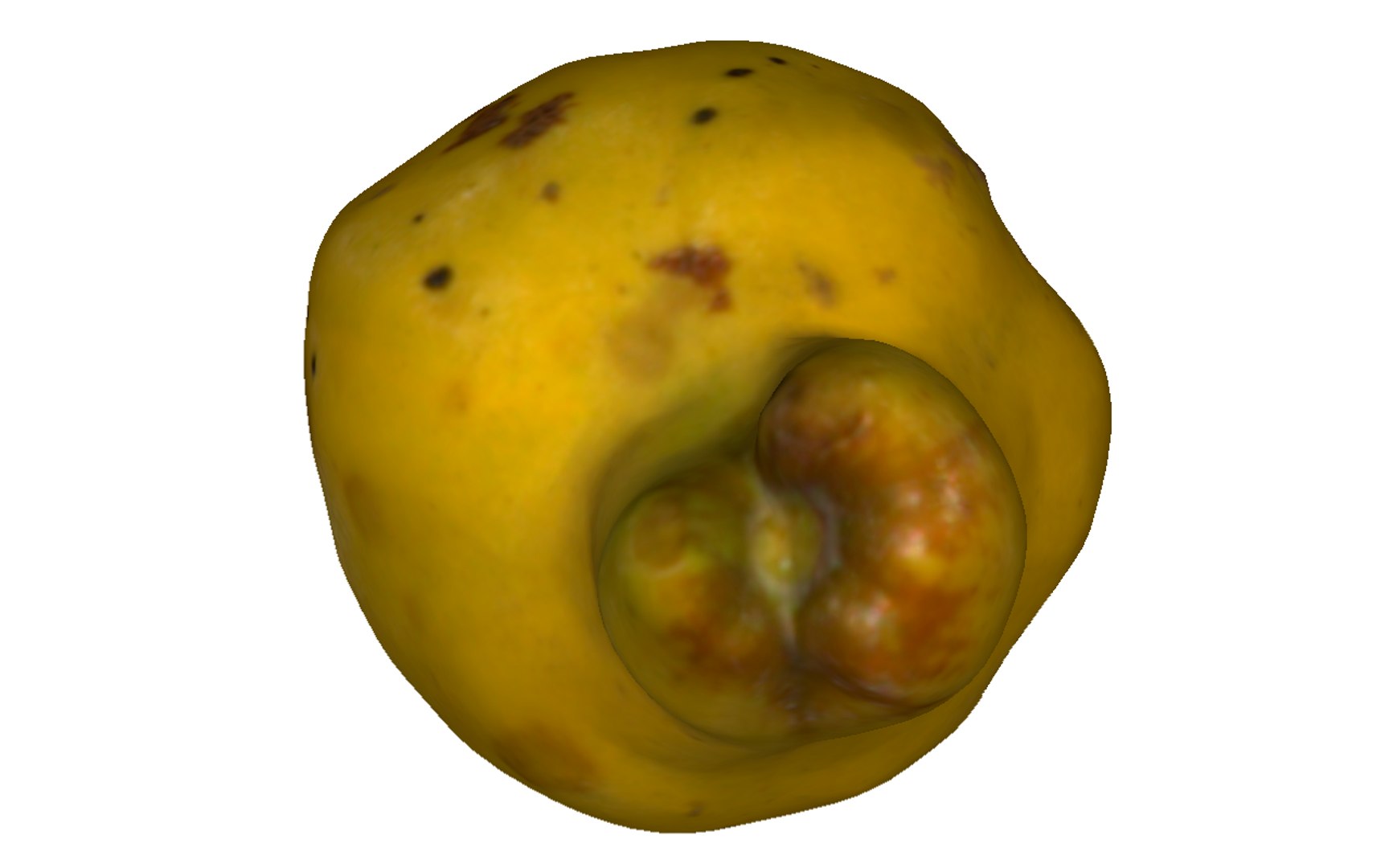 3D quince model - TurboSquid 1641420