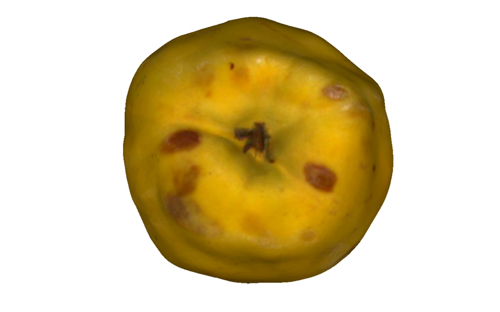 3D quince model - TurboSquid 1641420