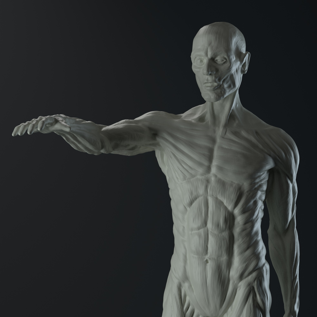 Free 3D male anatomy body - TurboSquid 1389574
