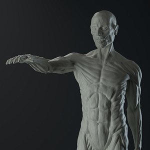Download Free 3D Complete Human Anatomy OBJ Models - TurboSquid