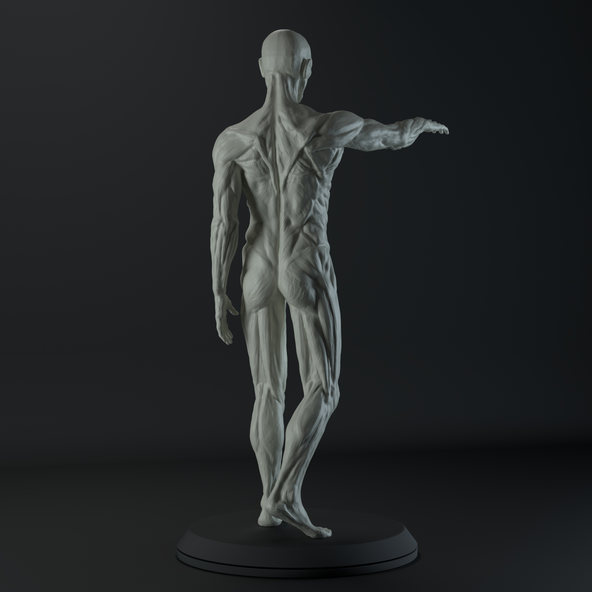 Free 3D male anatomy body - TurboSquid 1389574