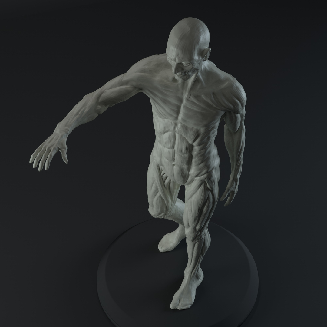 Free 3D male anatomy body - TurboSquid 1389574