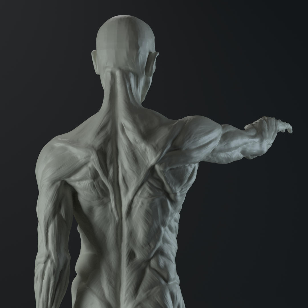 Free 3D male anatomy body - TurboSquid 1389574