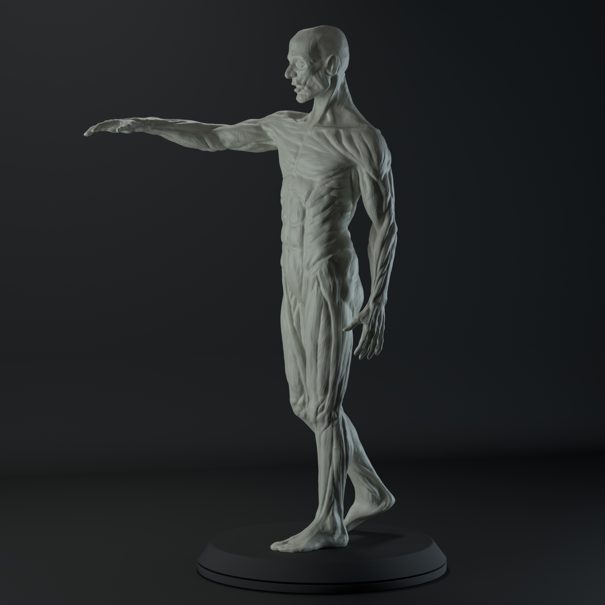 Free 3D male anatomy body - TurboSquid 1389574