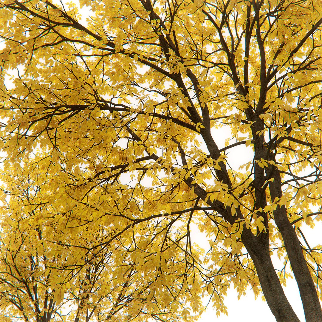 Tree Ash Ash-tree 3D Model - TurboSquid 1688624